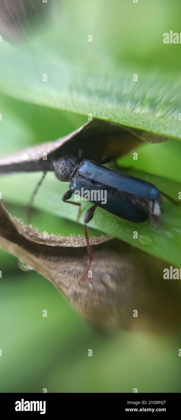 Tanbark Borer (Phymatodes testaceus Stock Photo - Alamy