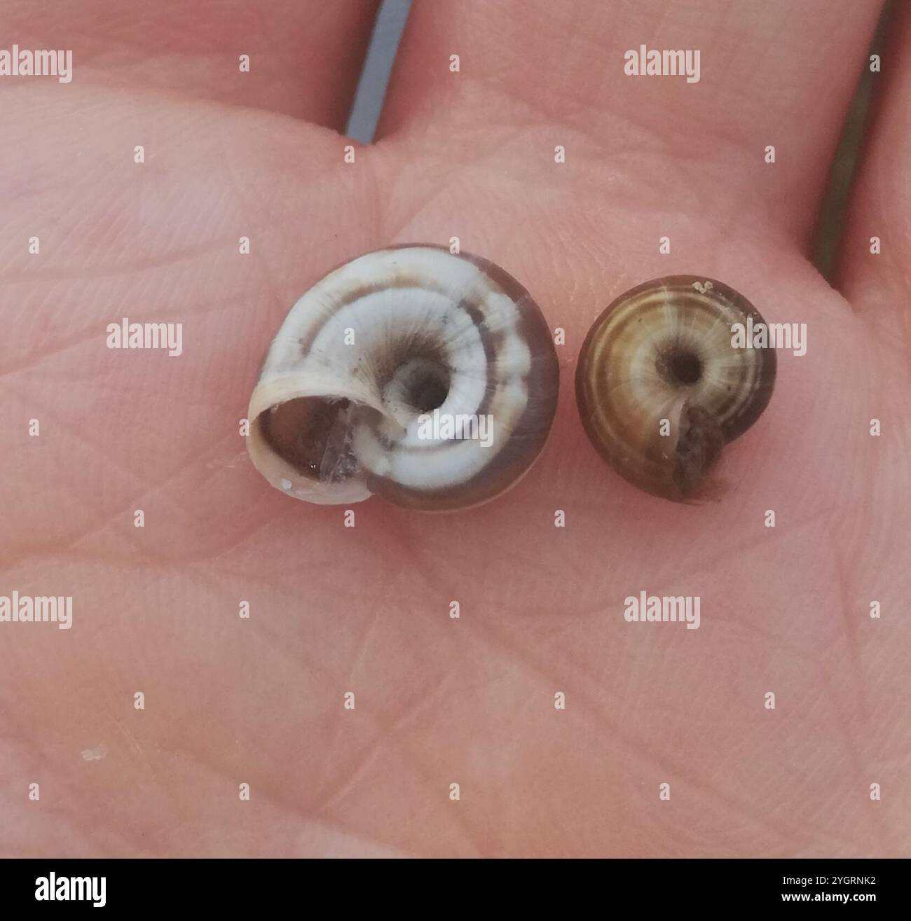 Cernuella neglecta hi-res stock photography and images - Alamy