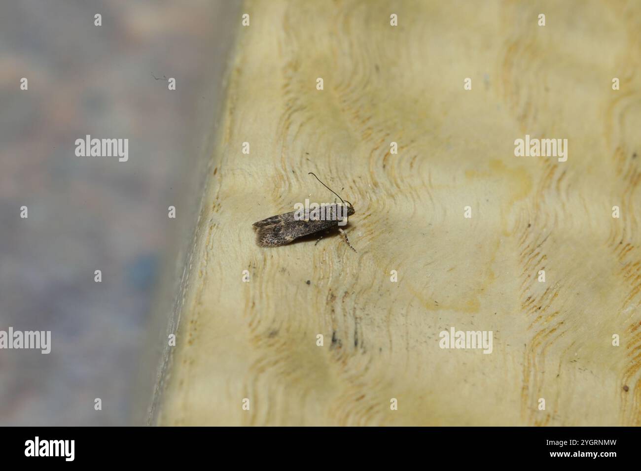 Dark Groundling (Bryotropha affinis Stock Photo - Alamy