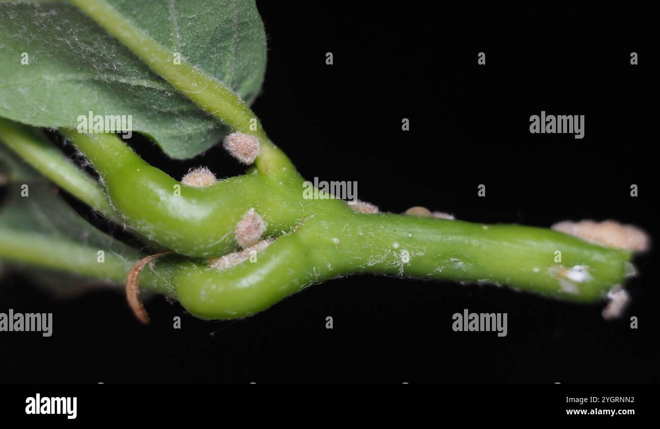 post oak scale (Nanokermes pubescens Stock Photo - Alamy