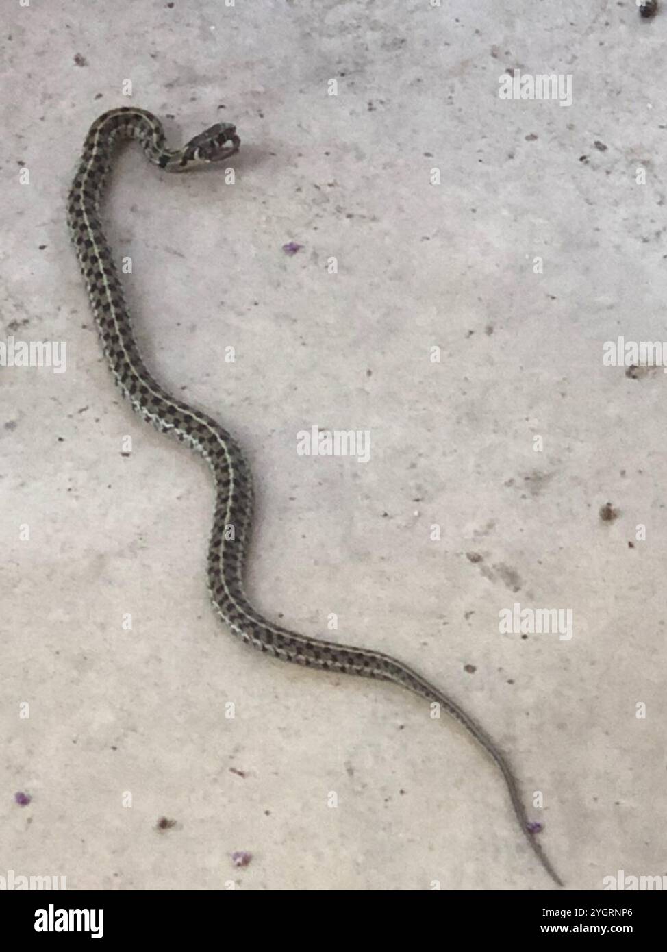 Checkered Garter Snake (Thamnophis marcianus Stock Photo - Alamy