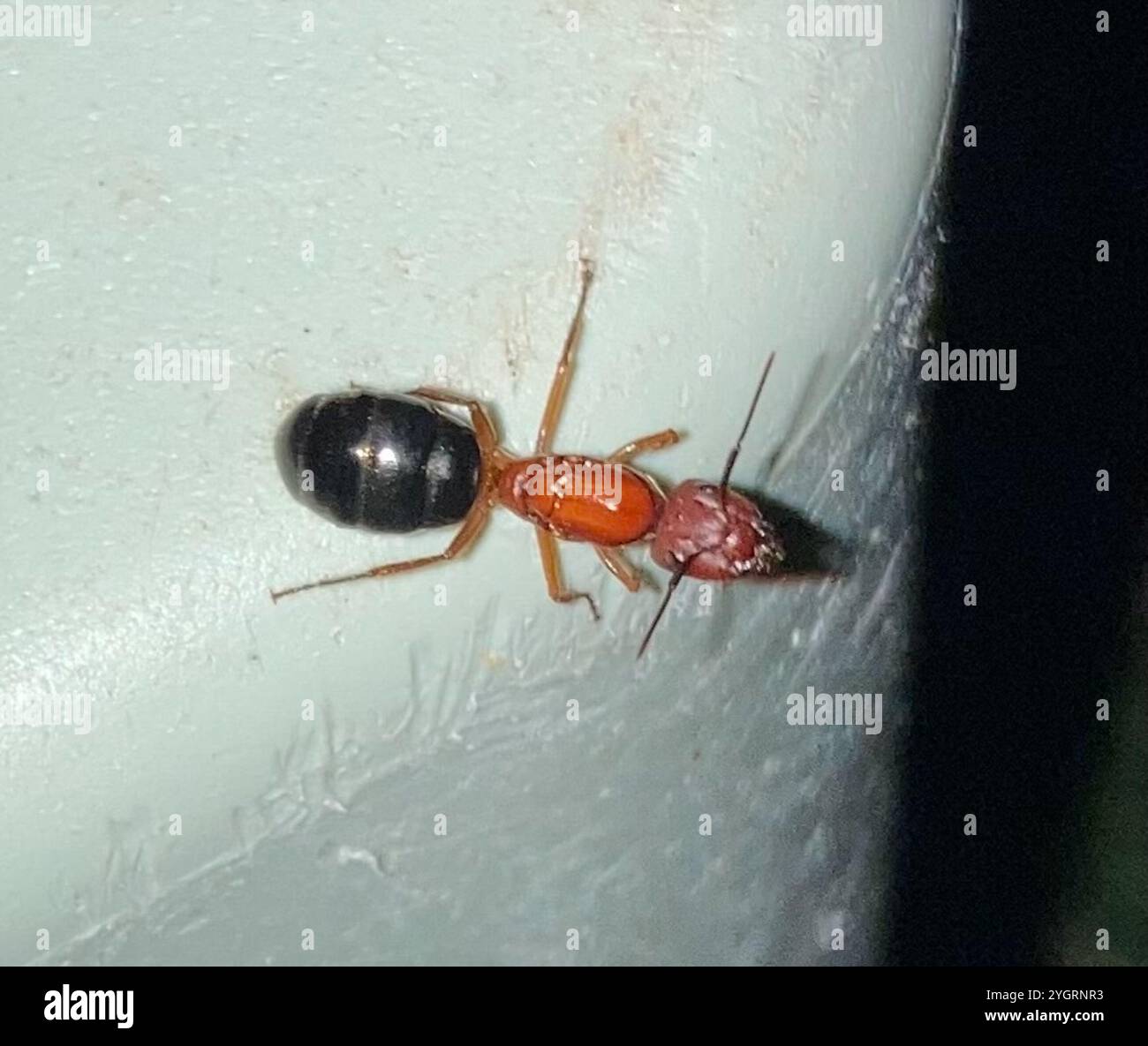 Florida Carpenter Ant (Camponotus floridanus Stock Photo - Alamy