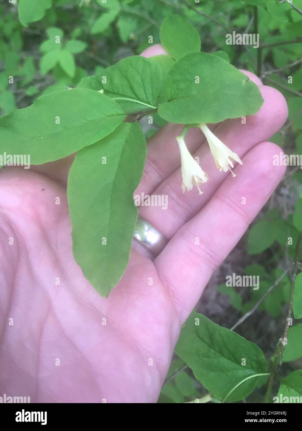 American fly-honeysuckle (Lonicera canadensis Stock Photo - Alamy