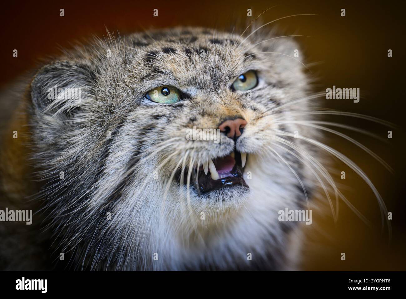 Edinburgh, UK. Thu 10 October 2024. Akiko the male Pallas’s cat who ...