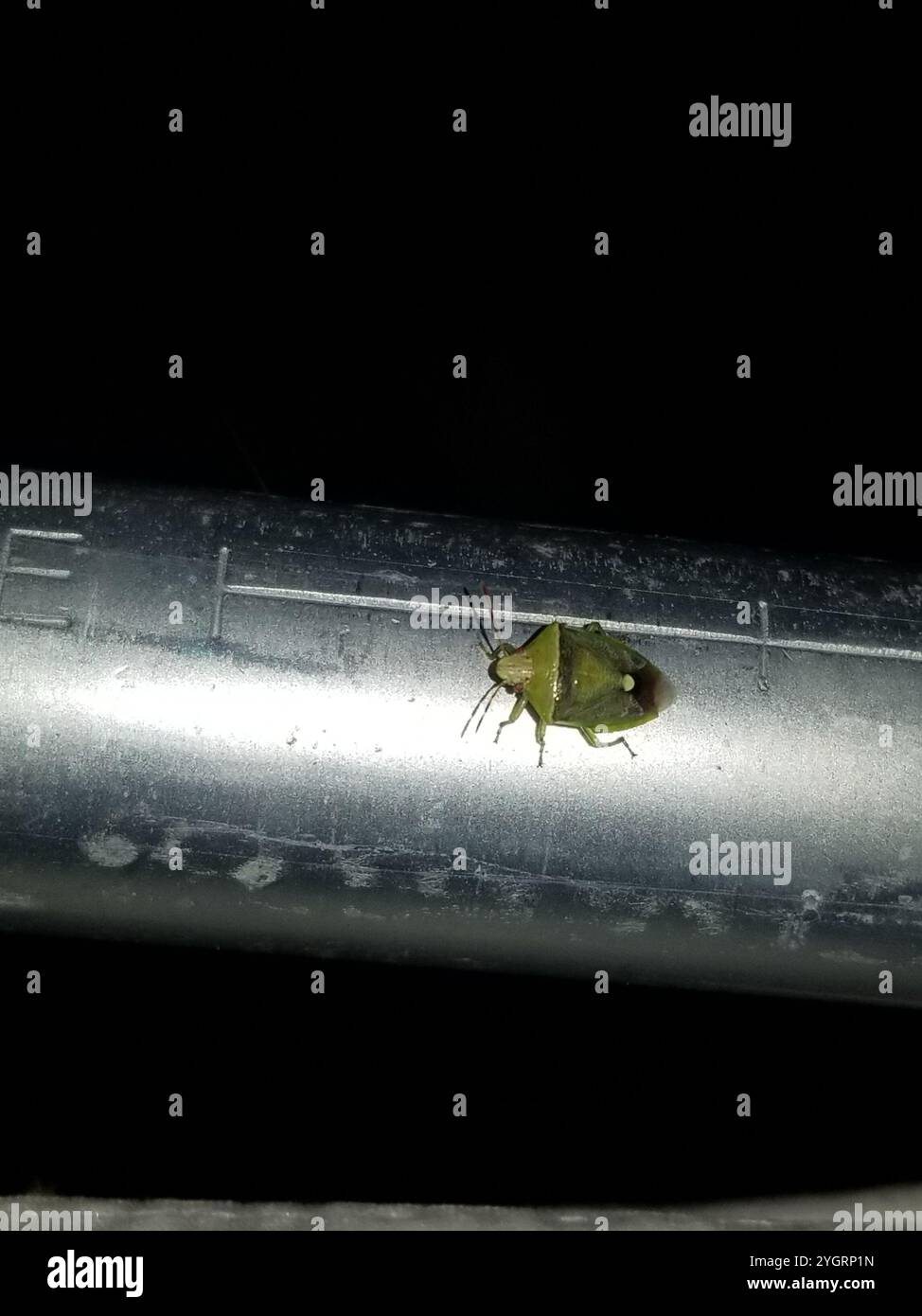 Green Burgundy Stink Bug (Banasa dimidiata Stock Photo - Alamy