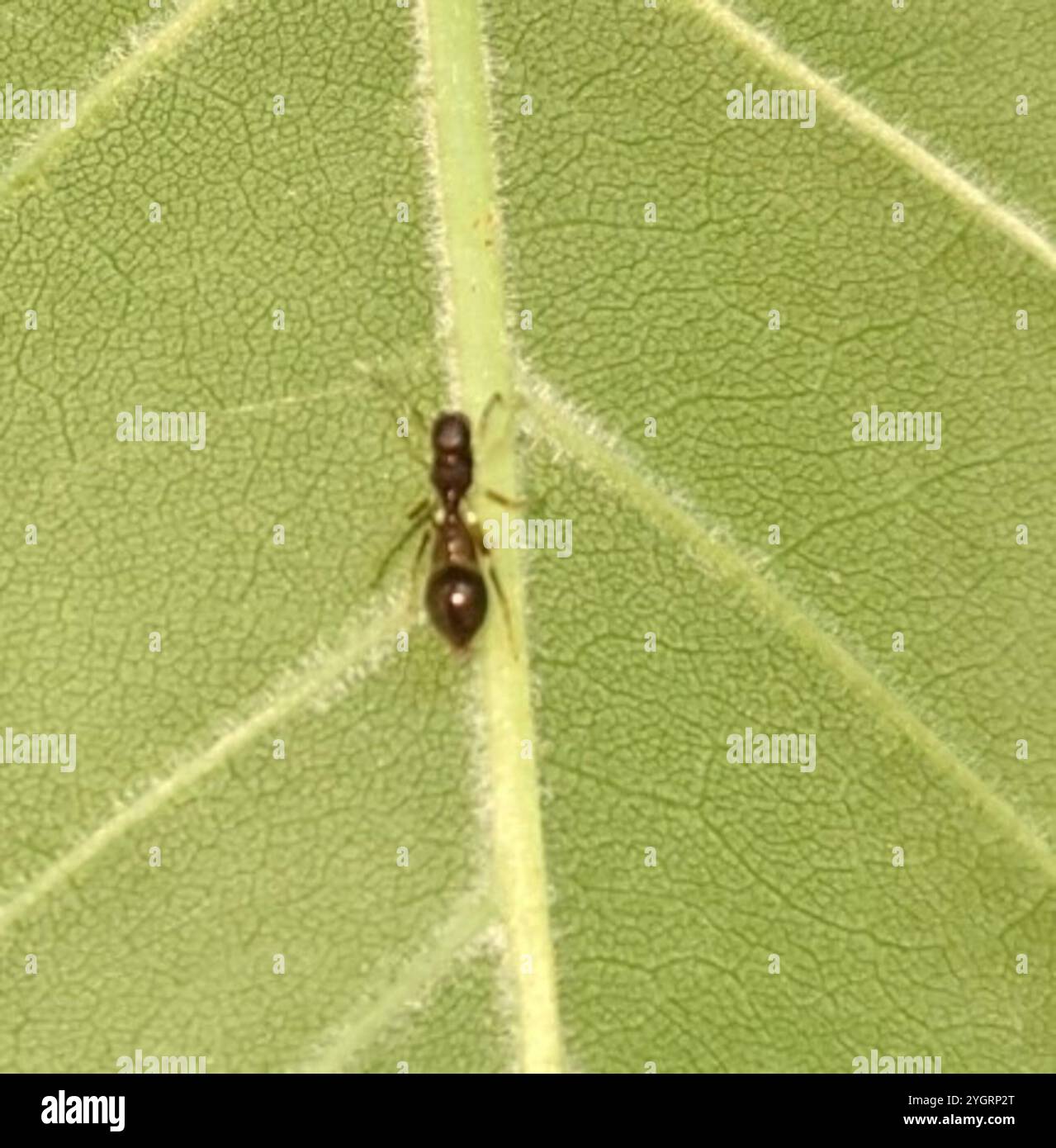 Slender Ant-mimic Jumping Spider (Synemosyna formica Stock Photo - Alamy