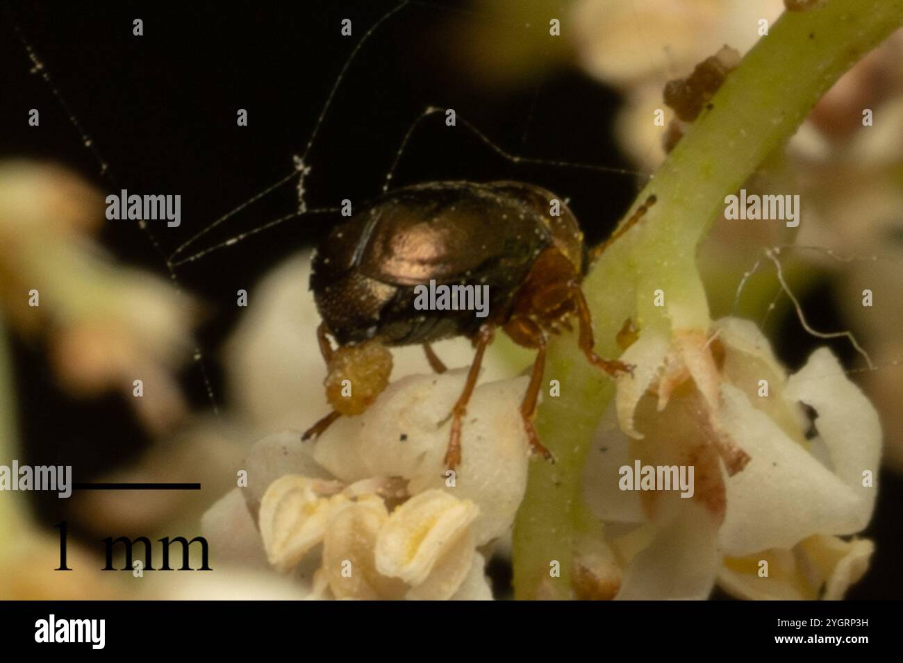 Bronze Leaf Beetle (Diachus auratus Stock Photo - Alamy