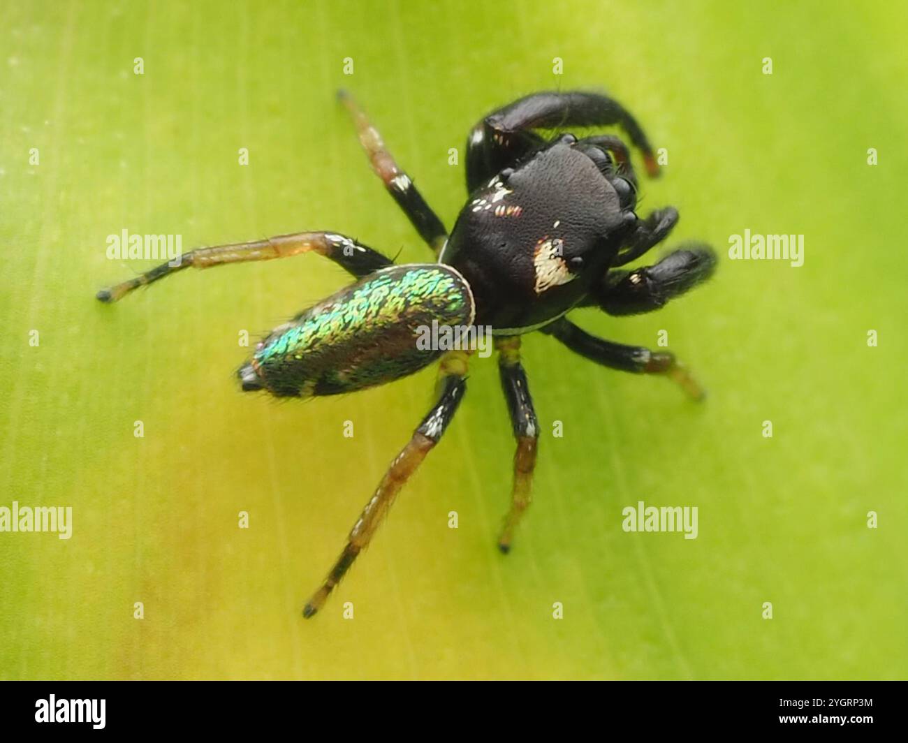 Buttonhook Leafbeetle Jumping Spider (Sassacus vitis Stock Photo - Alamy