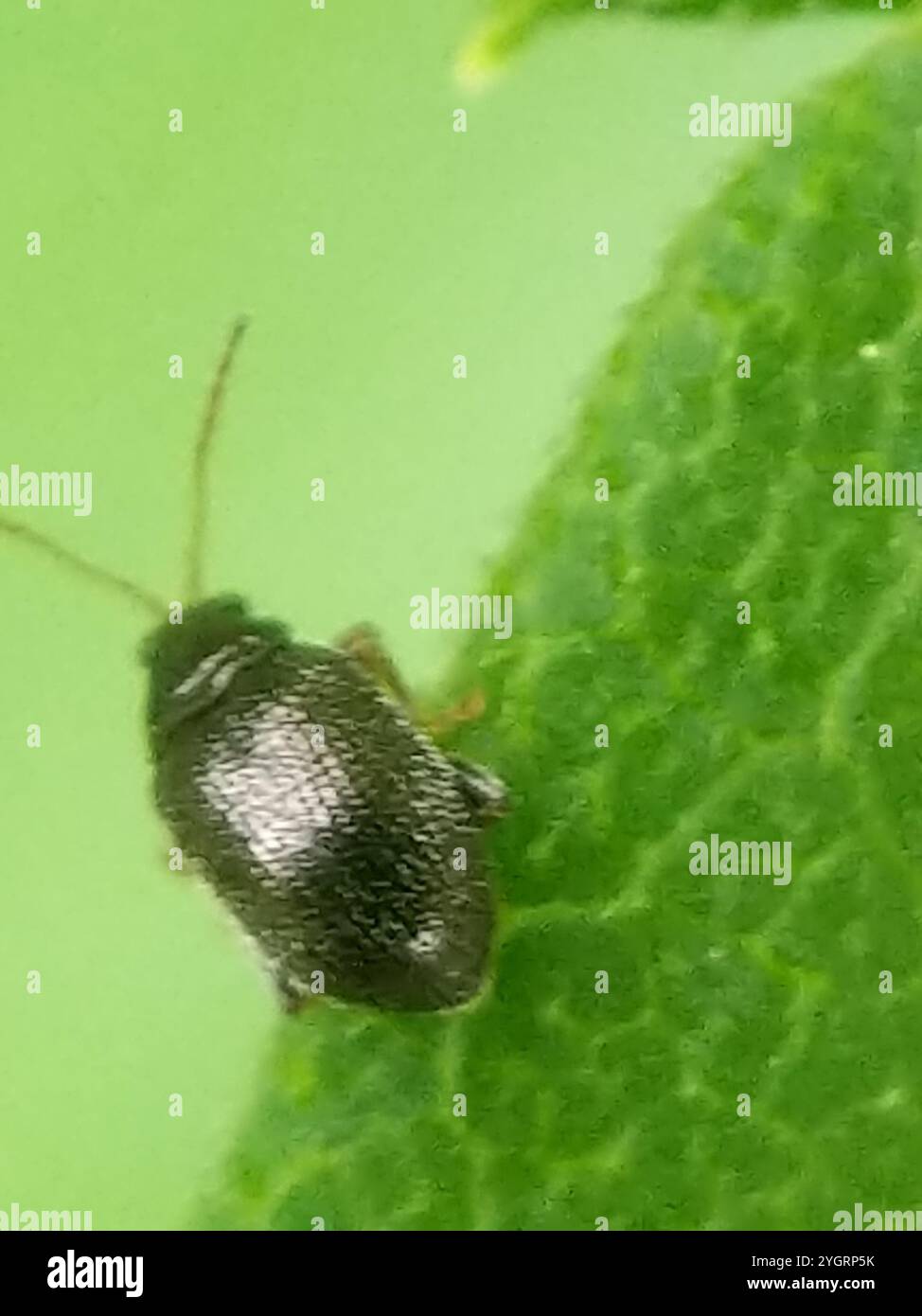 Hairy Flea Beetles (Epitrix Stock Photo - Alamy