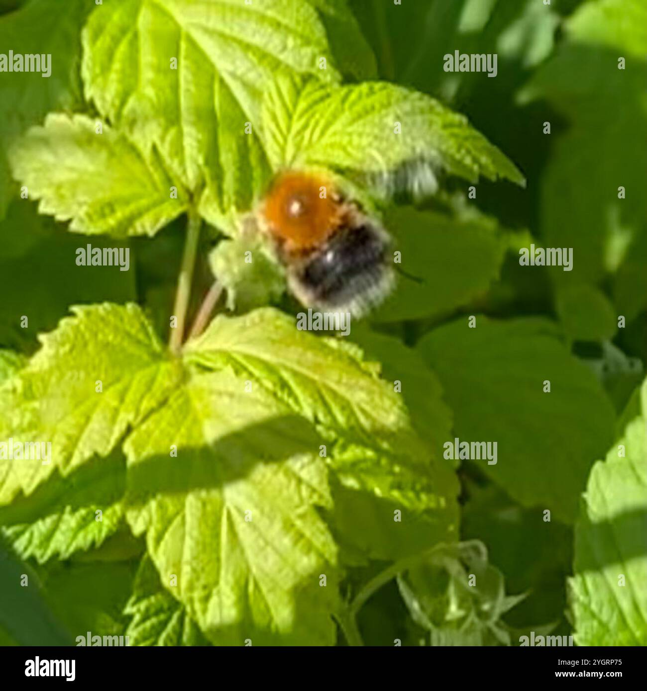 Tree Bumble Bee (Bombus hypnorum Stock Photo - Alamy