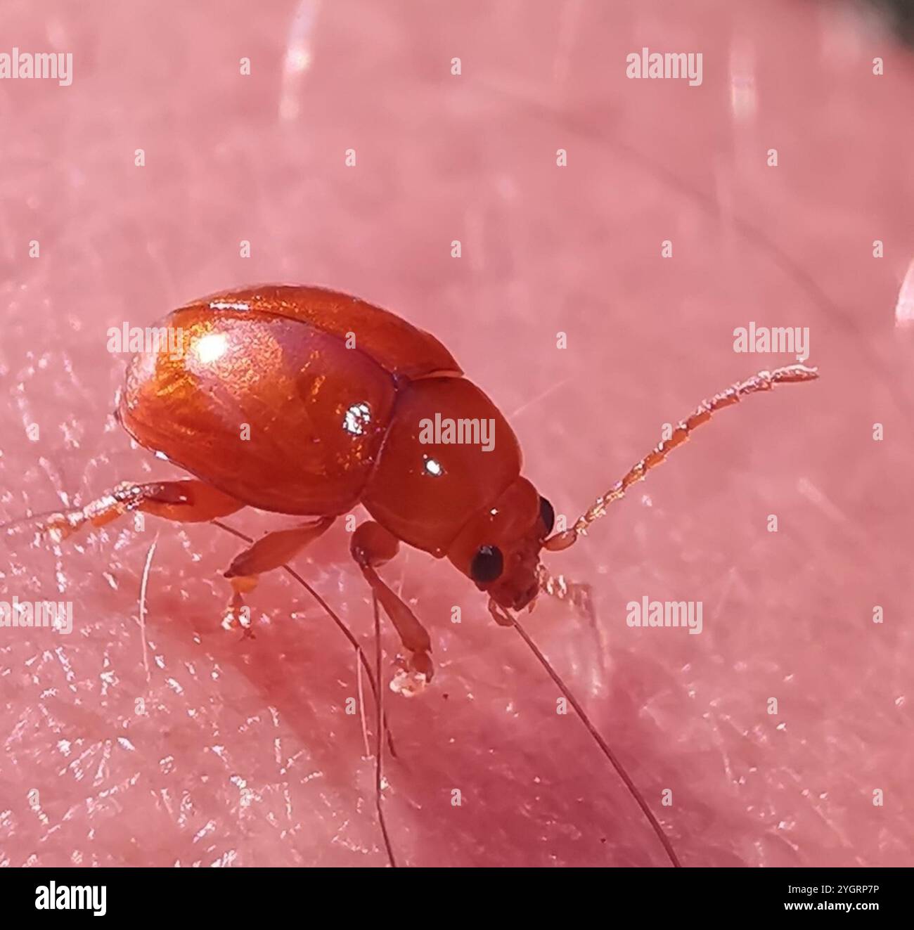 Flea Beetles (Alticini Stock Photo - Alamy