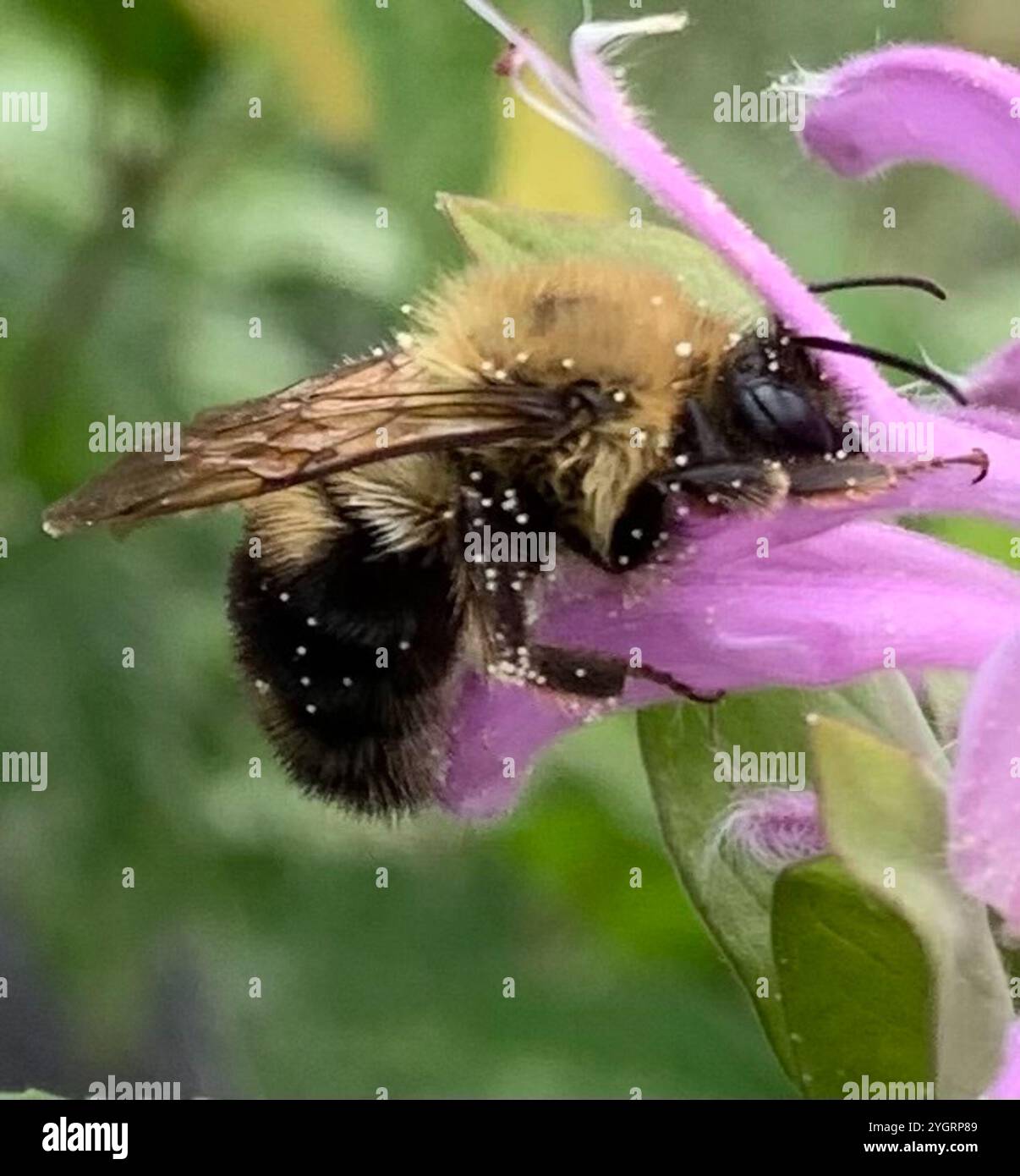 Two-spotted Bumble Bee (Bombus bimaculatus Stock Photo - Alamy
