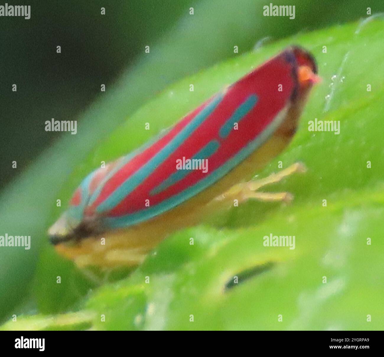 Red-banded Leafhopper (Graphocephala coccinea Stock Photo - Alamy