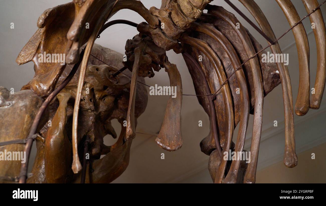 Mammoth bones in the museum. Mammoth Bones Stock Photo - Alamy
