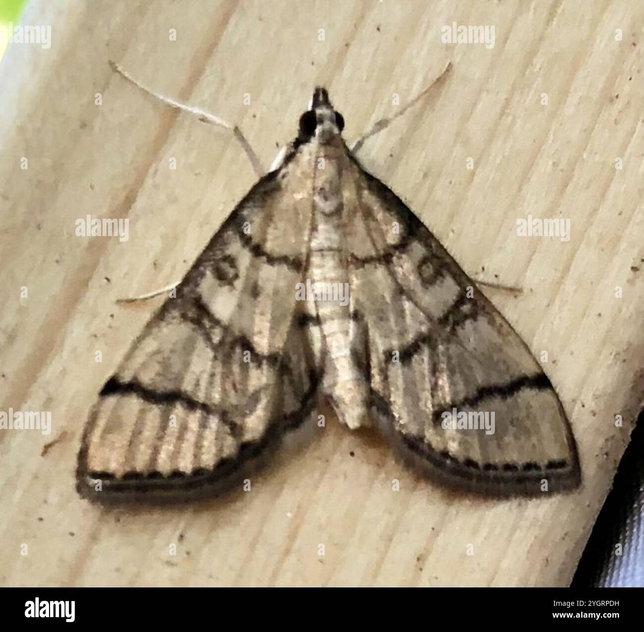 Hollow-spotted Blepharomastix Moth (Blepharomastix ranalis Stock Photo - Alamy