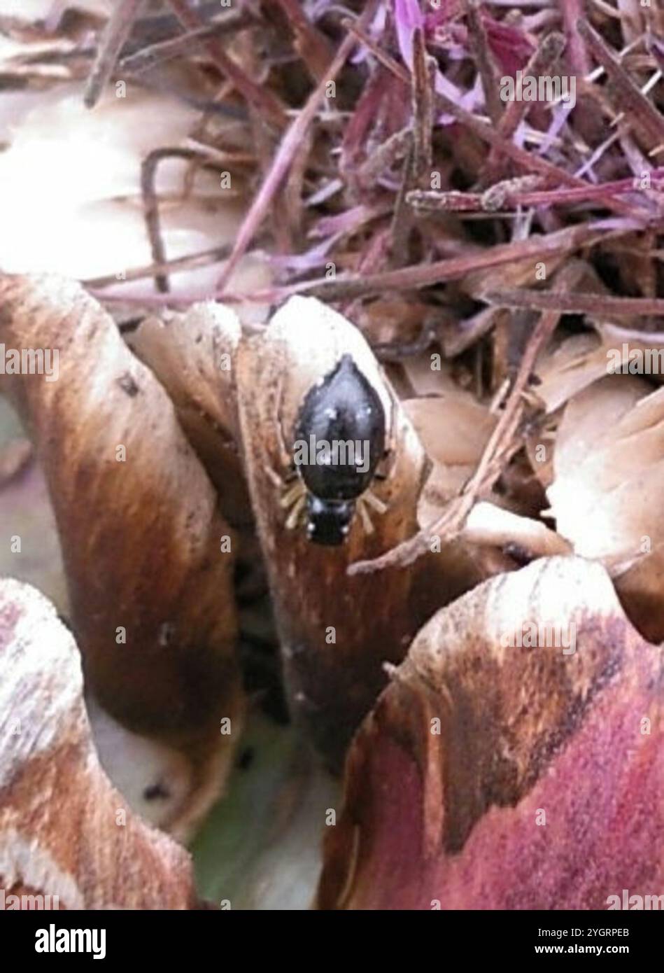Sun Jumping Spiders (Heliophanus Stock Photo - Alamy