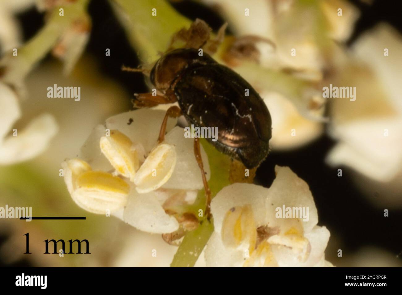 Bronze Leaf Beetle (Diachus auratus Stock Photo - Alamy