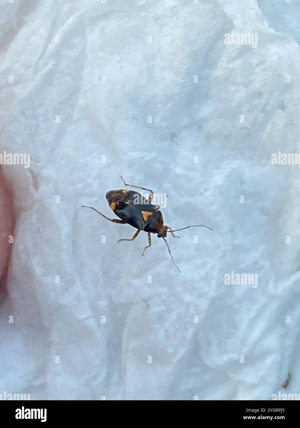 Three Spotted Nettle Bug (Liocoris tripustulatus Stock Photo - Alamy