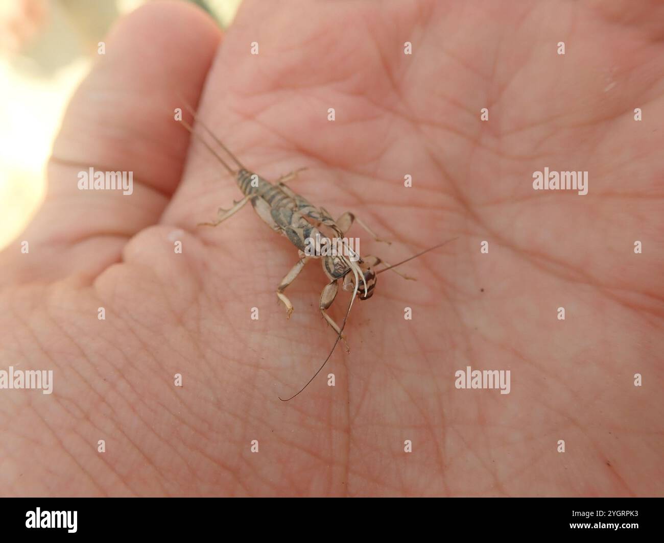 Common Stoneflies (Perlidae Stock Photo - Alamy