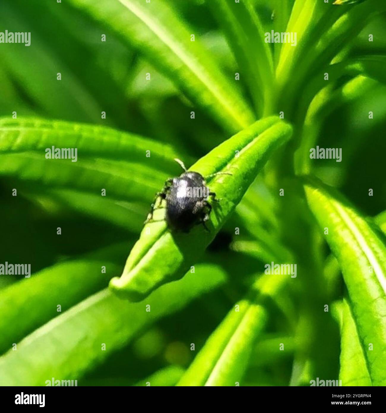 Western Grape Rootworm (Bromius obscurus Stock Photo - Alamy