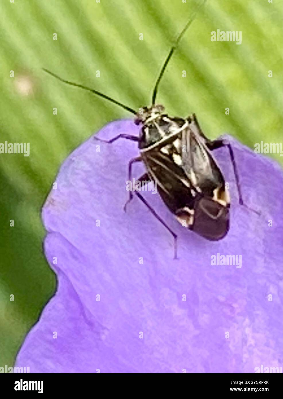 North American Tarnished Plant Bug (Lygus lineolaris Stock Photo - Alamy