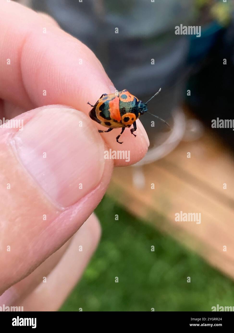 Anchor Stink Bug (Stiretrus anchorago Stock Photo - Alamy