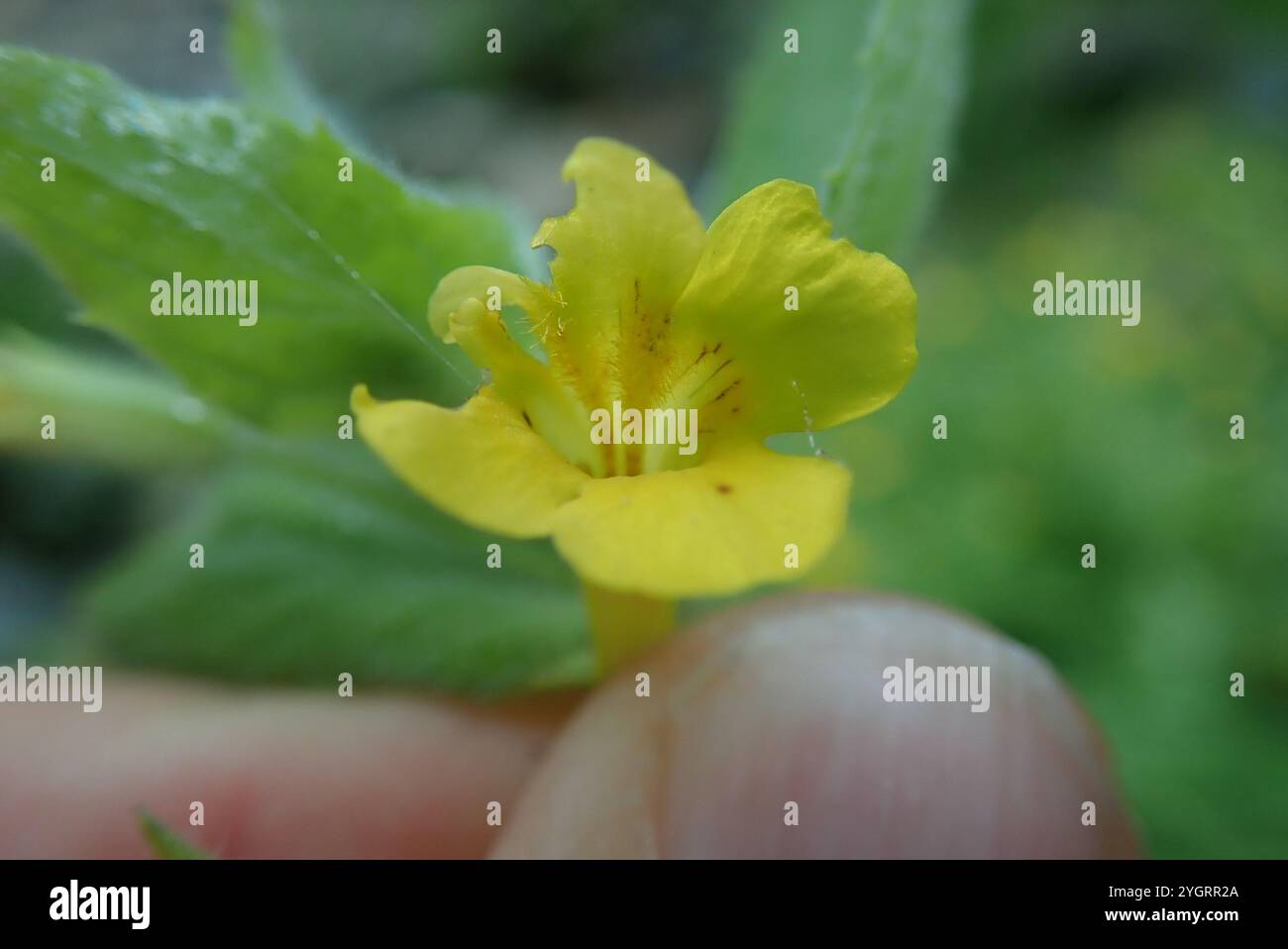 wing-leaf monkeyflower (Erythranthe ptilota Stock Photo - Alamy