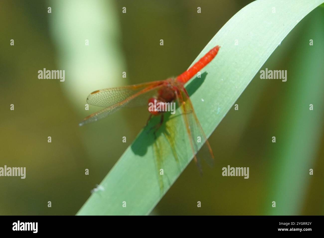Cardinal Meadowhawk (Sympetrum illotum Stock Photo - Alamy