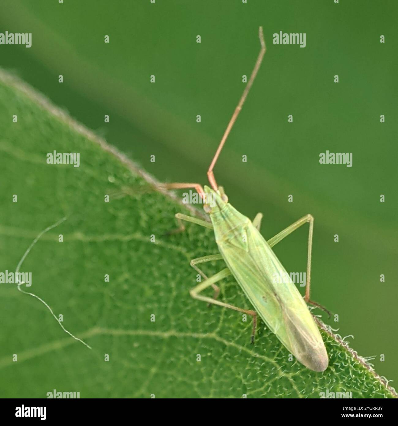 Rice Leaf Bug (Trigonotylus caelestialium Stock Photo - Alamy