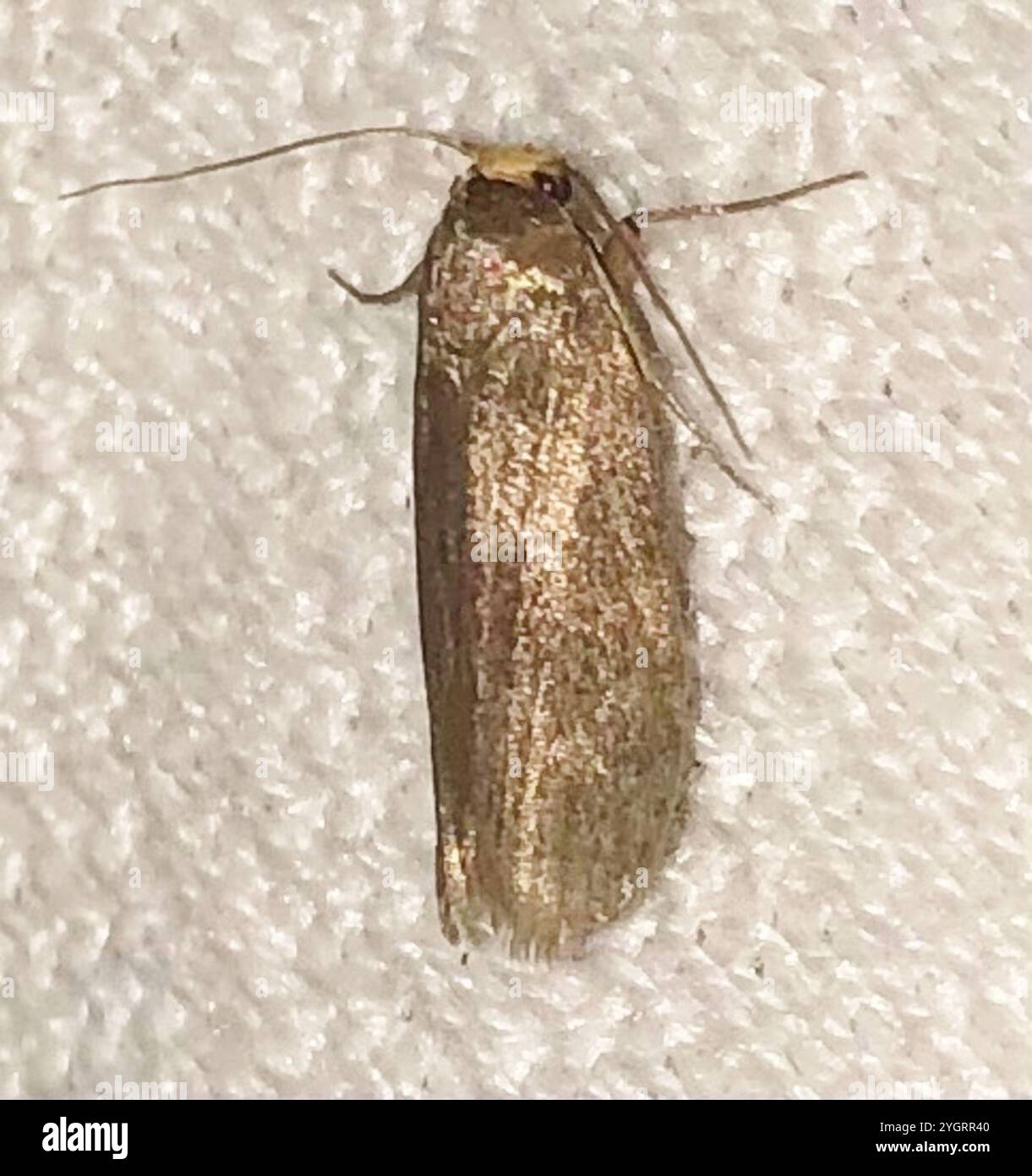 Lesser wax moth achroia grisella hi-res stock photography and images ...