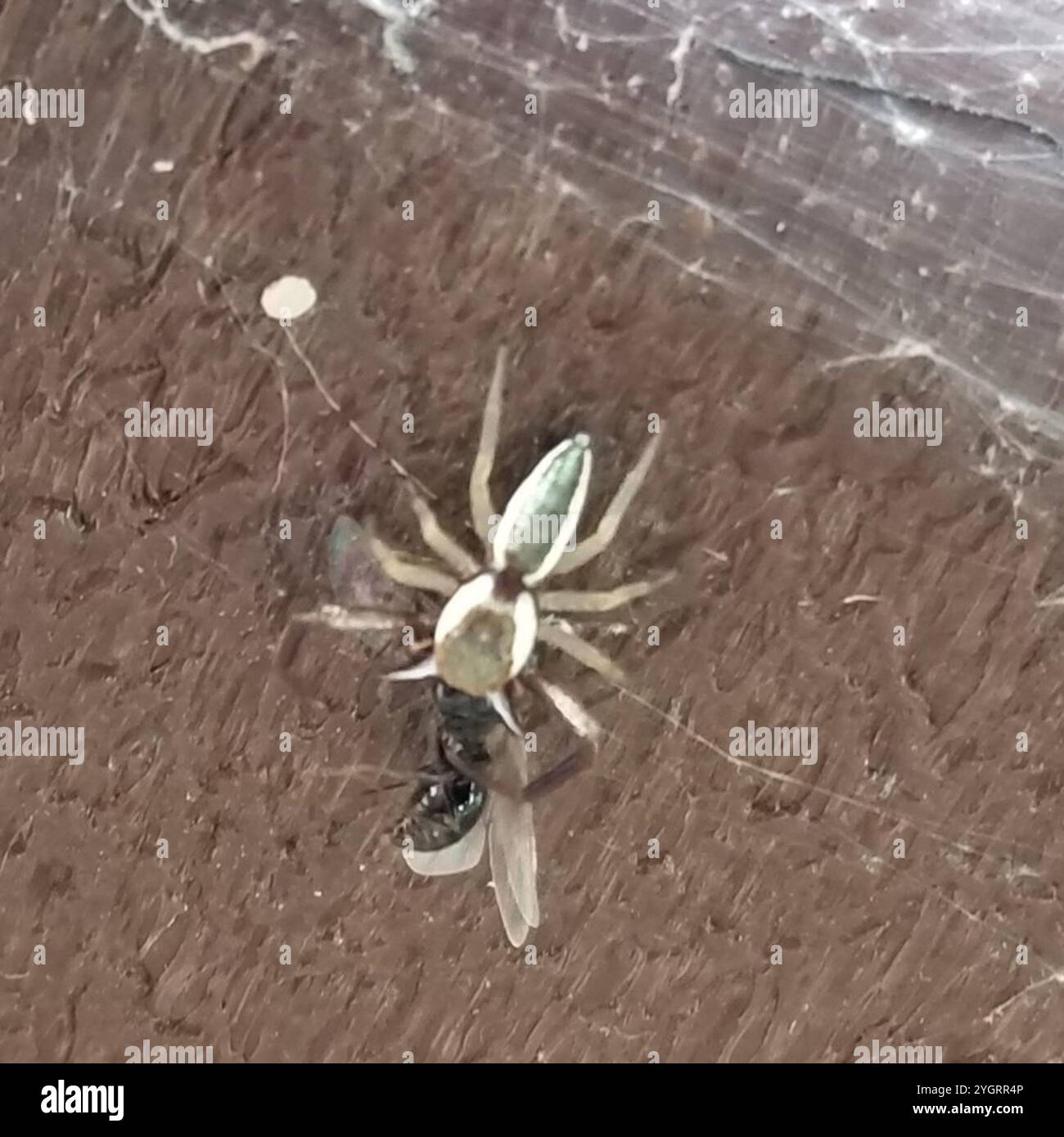 Common Hentz Jumping Spider (Hentzia palmarum Stock Photo - Alamy