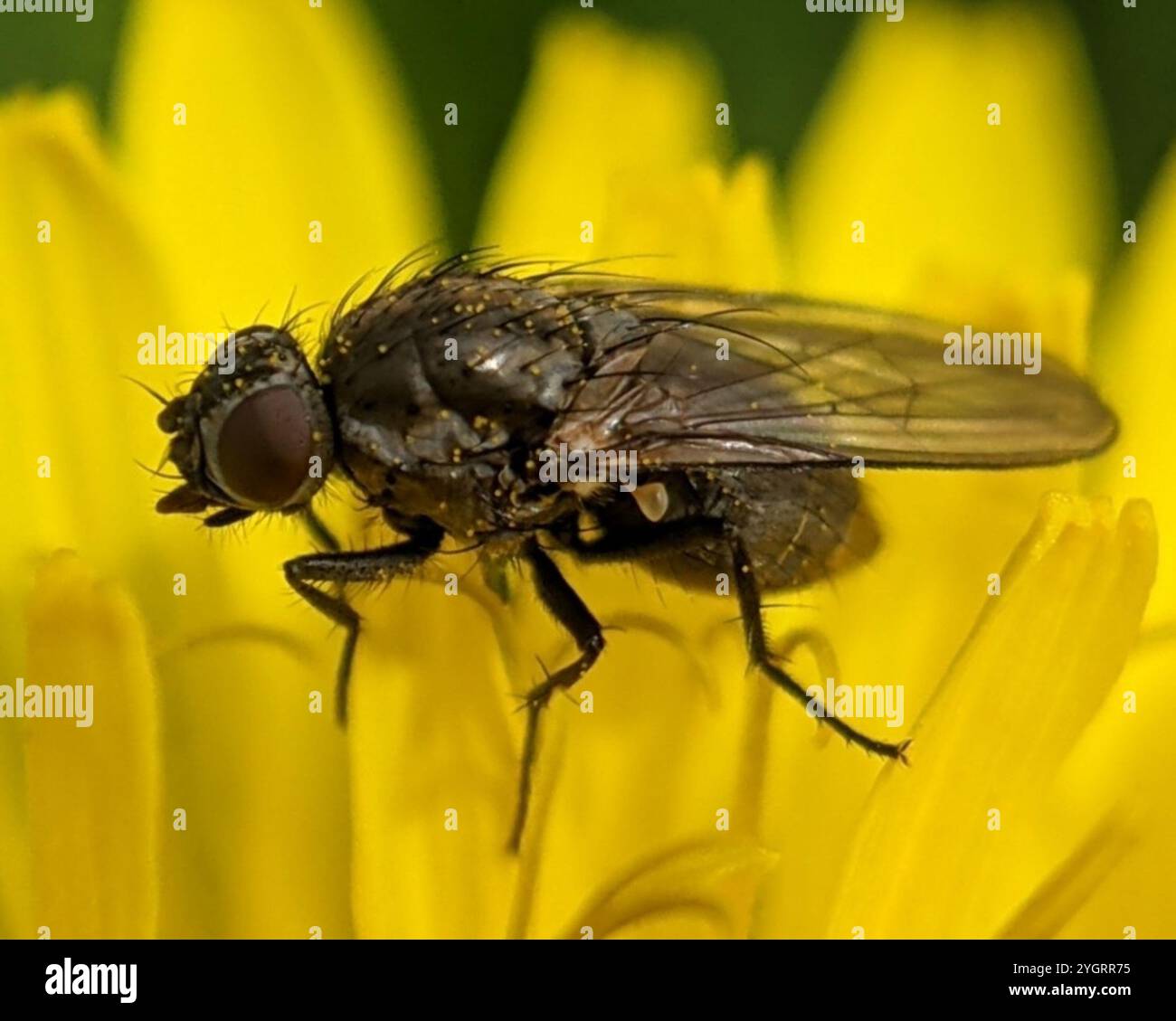Root-maggot Flies (Anthomyiidae Stock Photo - Alamy