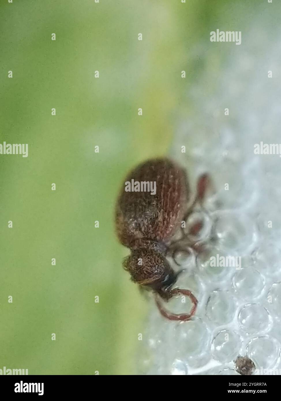 Deathwatch, Spider, and Wood-borer Beetles (Ptinidae Stock Photo - Alamy