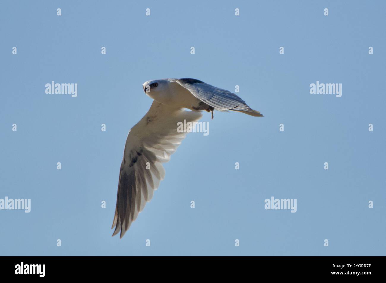 White-tailed Kite (Elanus leucurus Stock Photo - Alamy