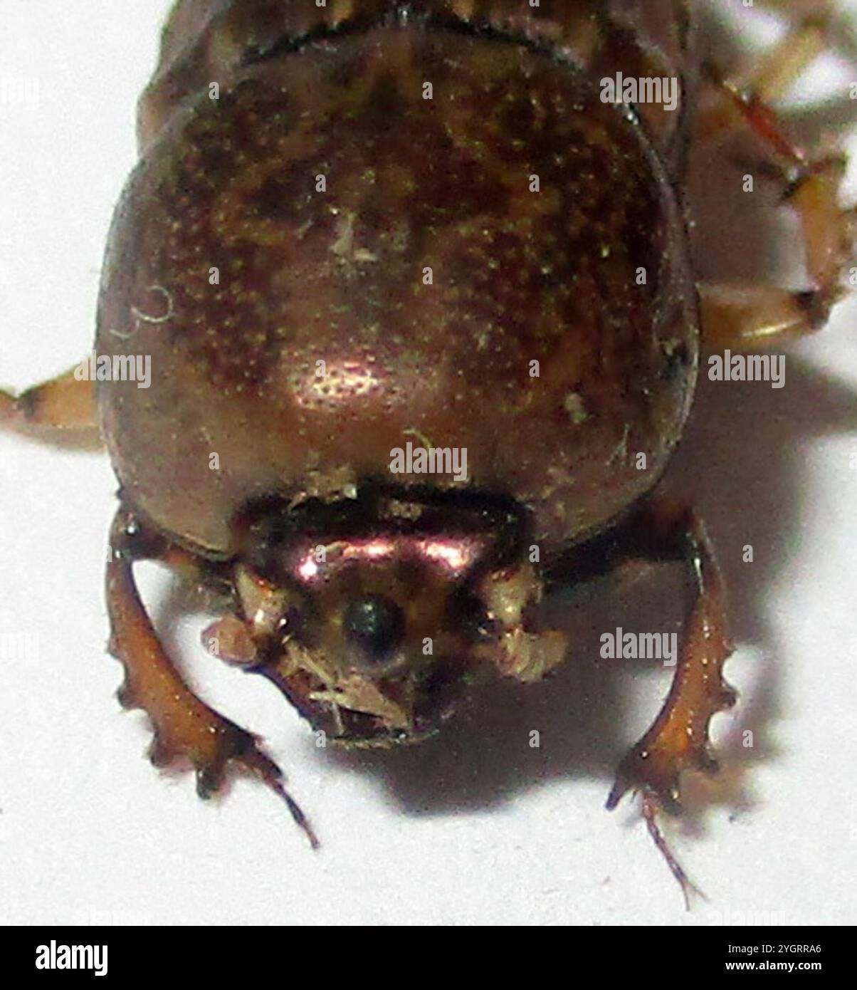 Northern Sandy Dung Beetle (Euoniticellus intermedius Stock Photo - Alamy