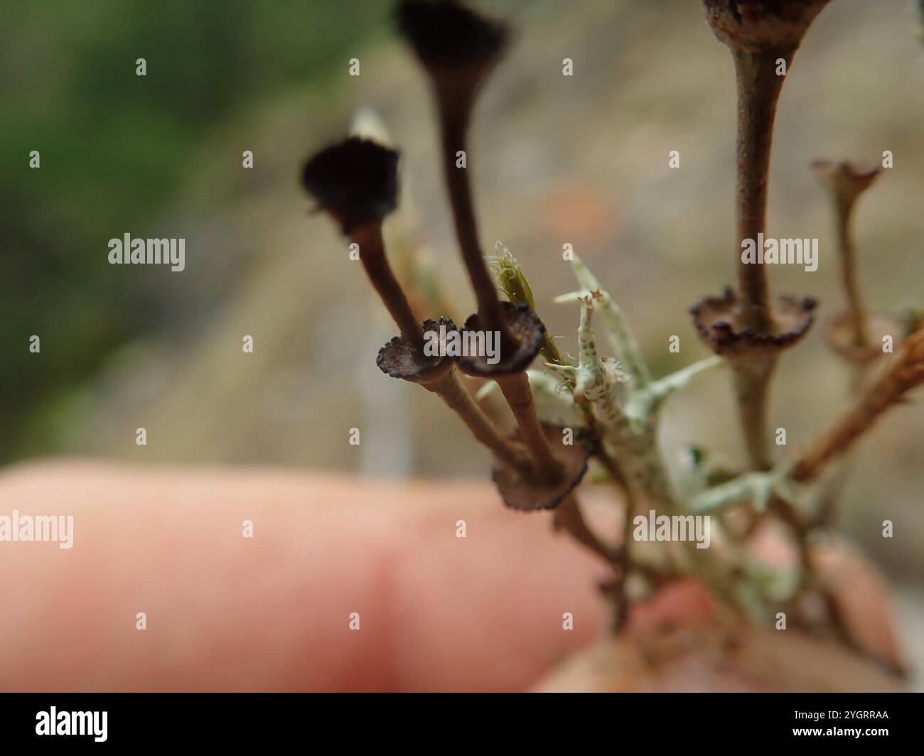 Ladder Lichen (Cladonia verticillata Stock Photo - Alamy
