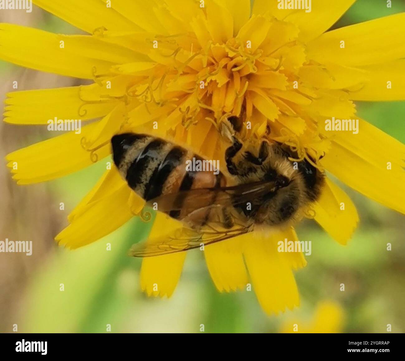 Western Honey Bee (Apis mellifera Stock Photo - Alamy
