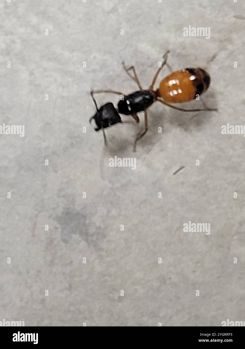 Brick Carpenter Ant (Camponotus semitestaceus Stock Photo - Alamy