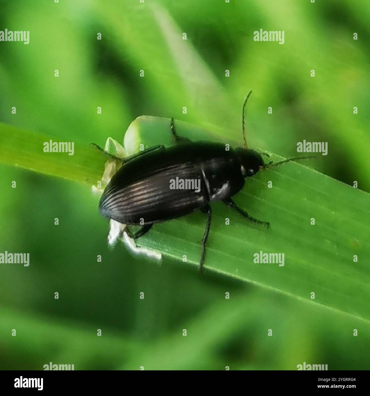 Sun Beetles (Amara Stock Photo - Alamy