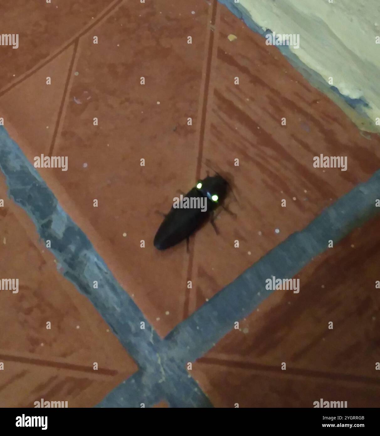 Headlight Beetles (Pyrophorini Stock Photo - Alamy