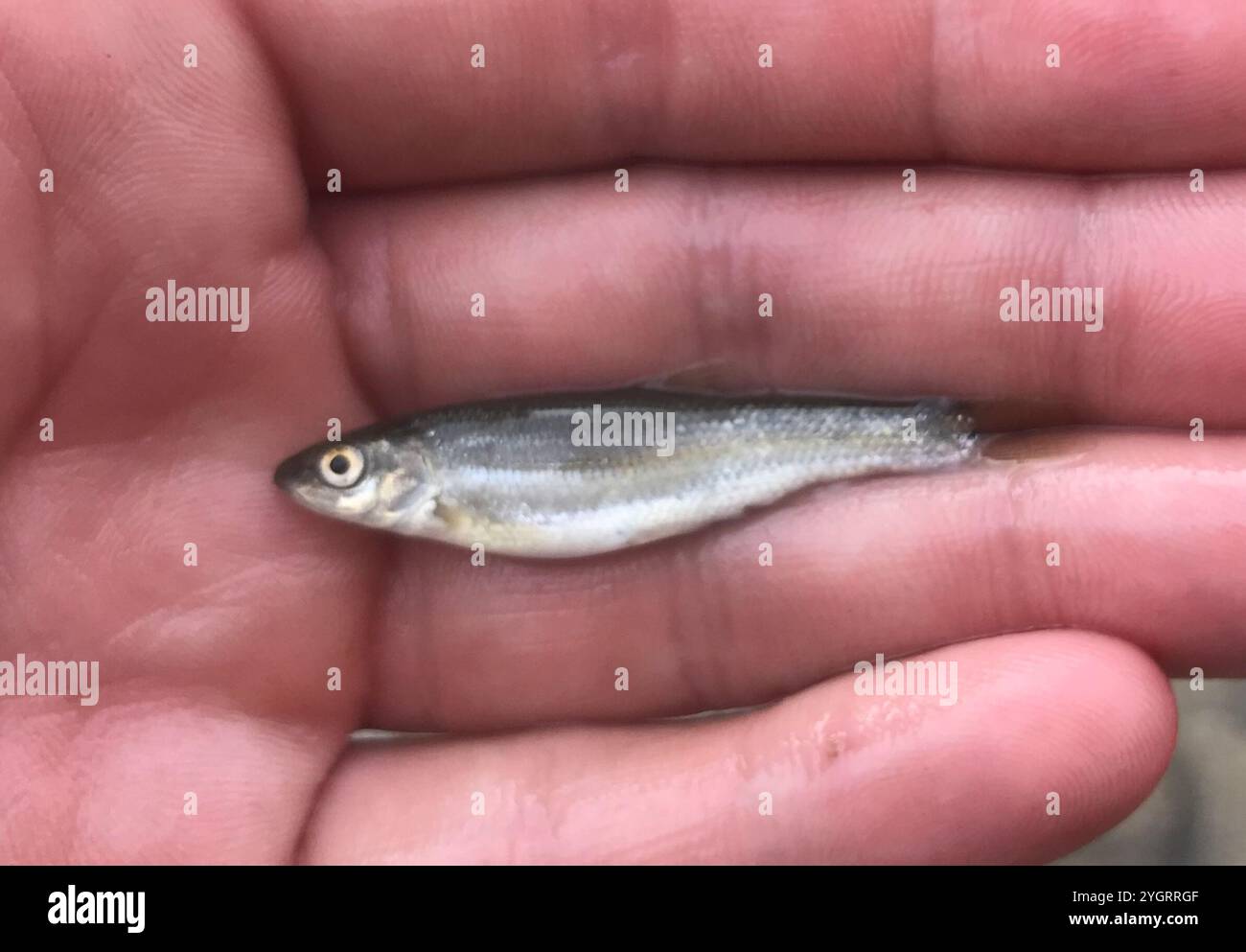 Central Stoneroller (Campostoma anomalum Stock Photo - Alamy