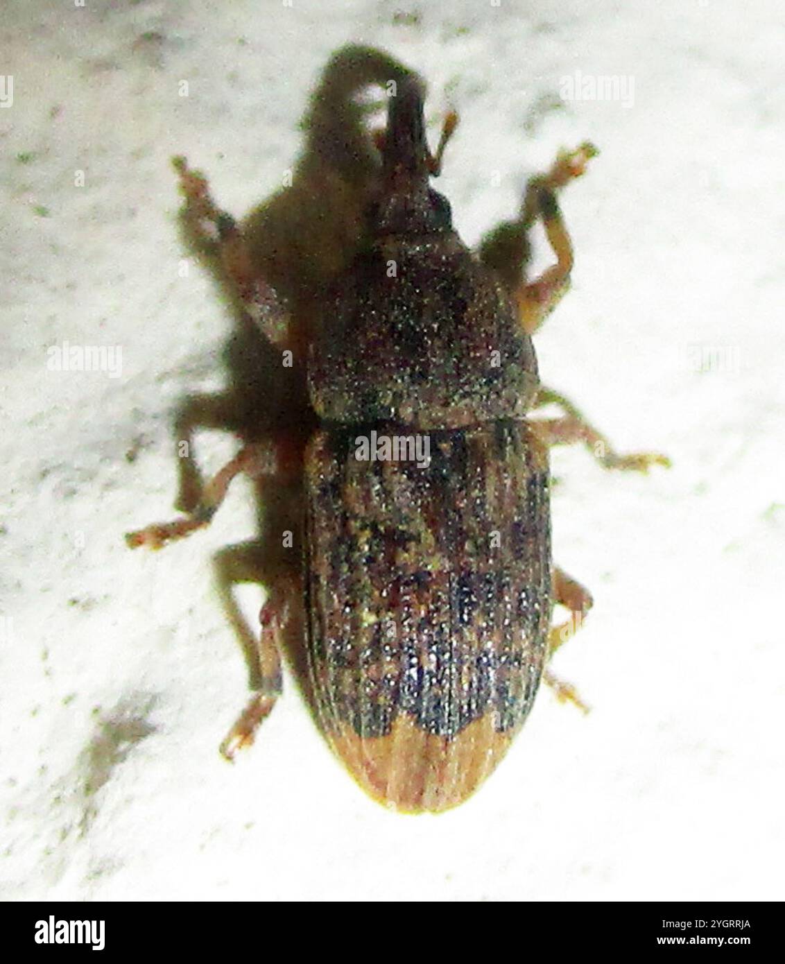 True Weevils (Curculionidae Stock Photo - Alamy