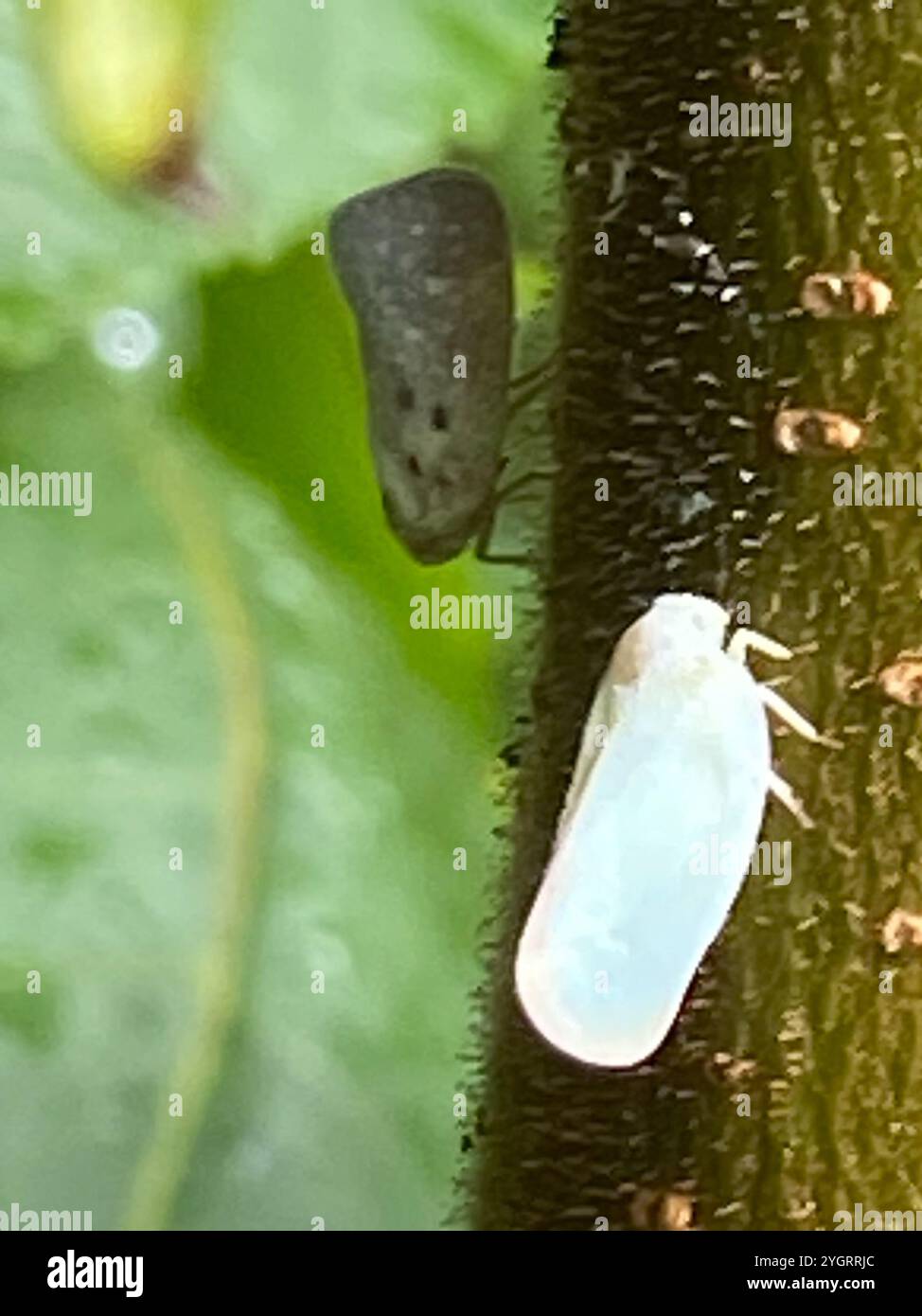 Citrus Flatid Planthopper (Metcalfa pruinosa Stock Photo - Alamy