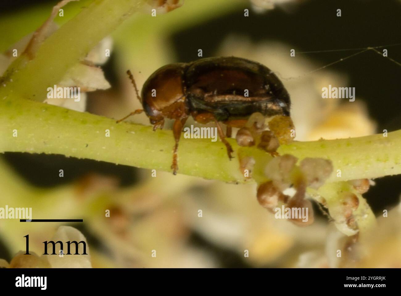Bronze Leaf Beetle (Diachus auratus Stock Photo - Alamy