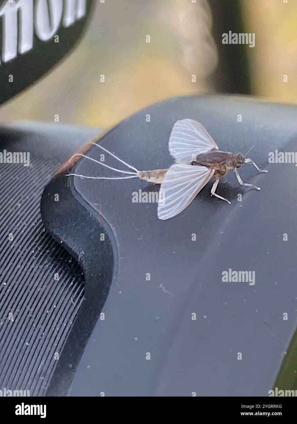 Small Square-gilled Mayflies (Caenidae Stock Photo - Alamy