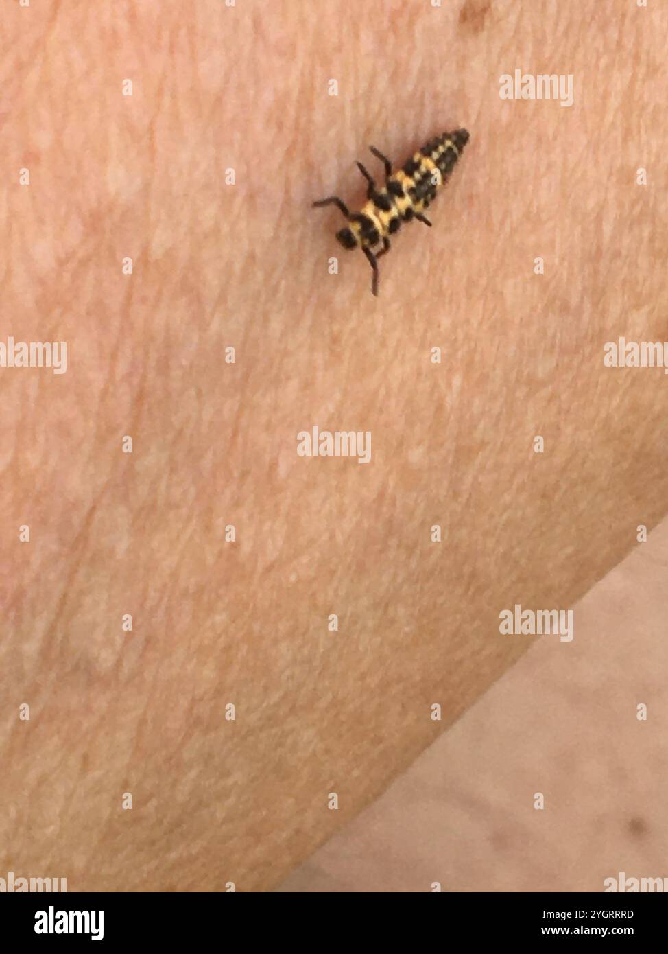 Spotted Pink Lady Beetle (Coleomegilla maculata Stock Photo - Alamy