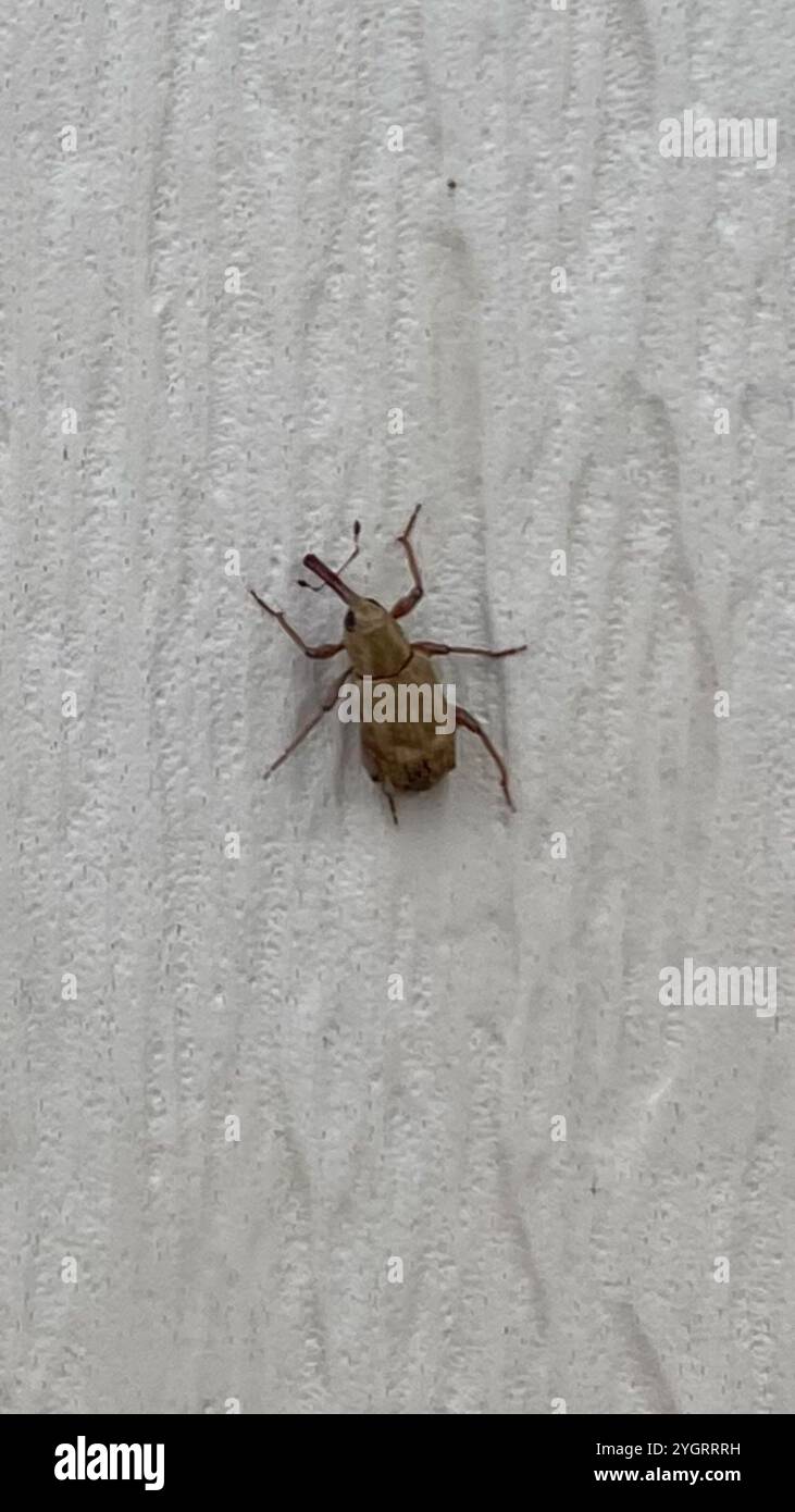 True Weevils (Curculionidae Stock Photo - Alamy