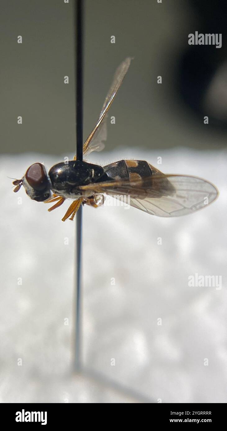 Typical Hover Flies (Syrphinae Stock Photo - Alamy
