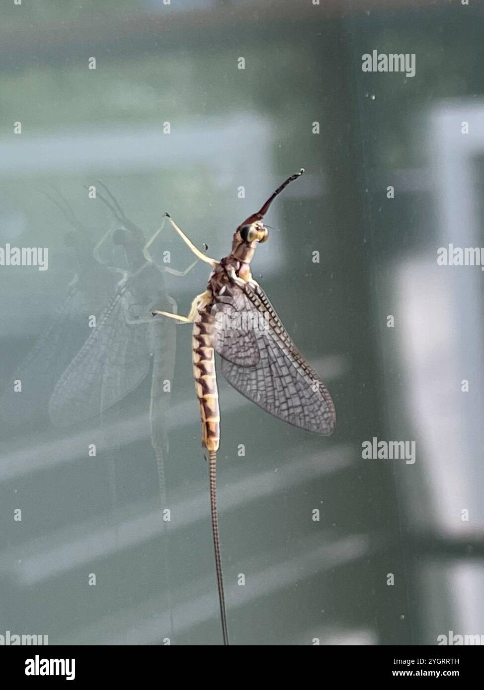 Giant Mayfly (Hexagenia limbata Stock Photo - Alamy