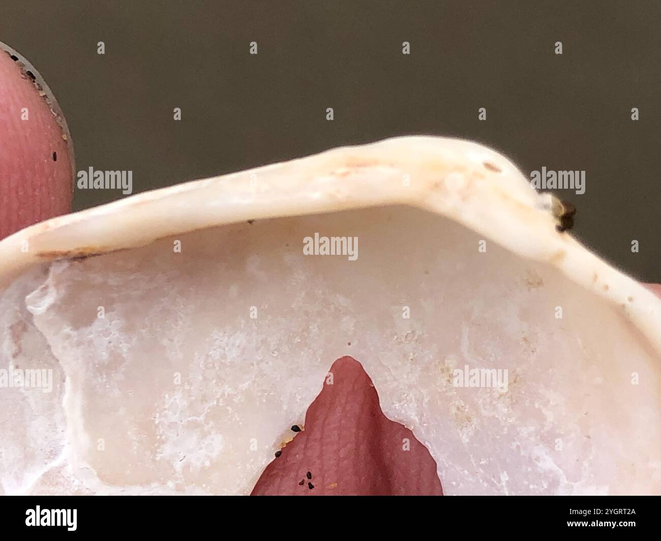 Bent-nosed Clam (Macoma nasuta Stock Photo - Alamy